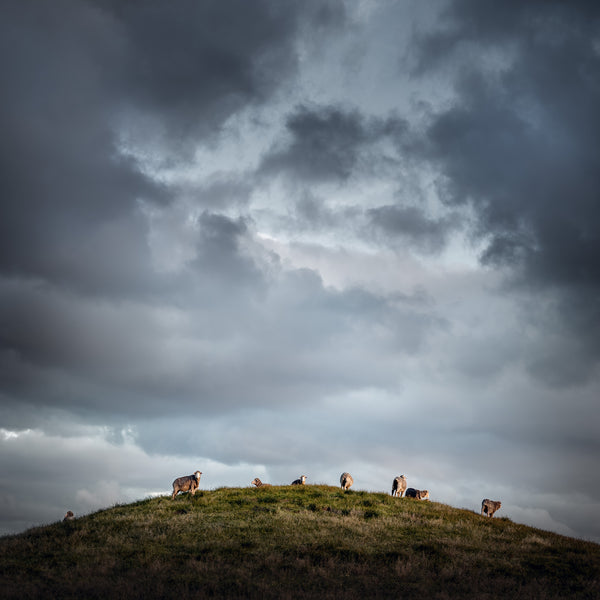 Sheep, Cosy Corner, South Western Australia– Christian Fletcher Gallery