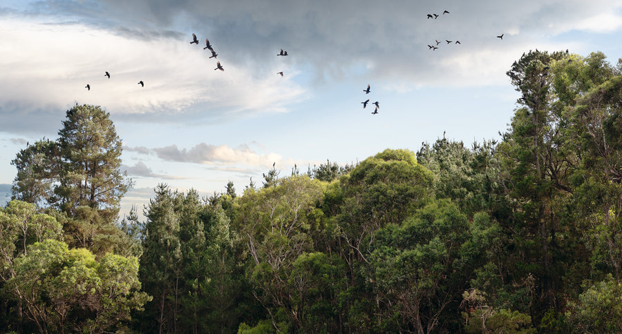 Carnaby Cockatoos, Balingup, South Western Australia - Limited Edition ...