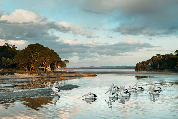 Pelicans, Crusoe Beach, Wilson Inlet, Denmark, South Western Australia ...