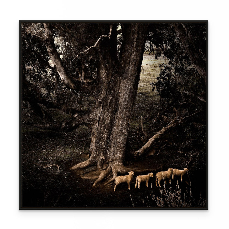 Sheep 89x89cm stretched canvas with black shadow line frame– Christian ...