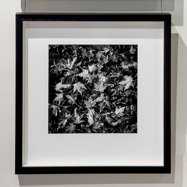 Autumn Leaves 25X25CM FRAMED IN BLACK WITH NON-REFLECTIVE GLASS ...