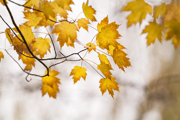 Yellow Autumn Leaves, Balingup, South Western Australia– Christian ...