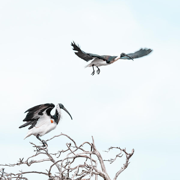 Ibis, Dunsborough, Western Australia– Christian Fletcher Gallery